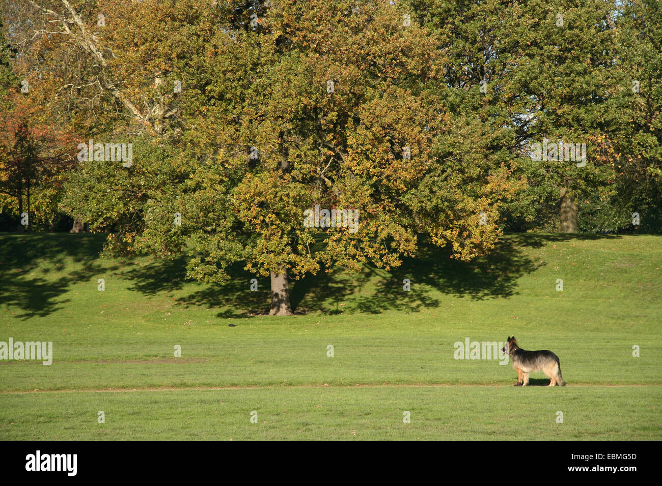 German Shepherd standing in a park, London, England Stock Photo - Alamy