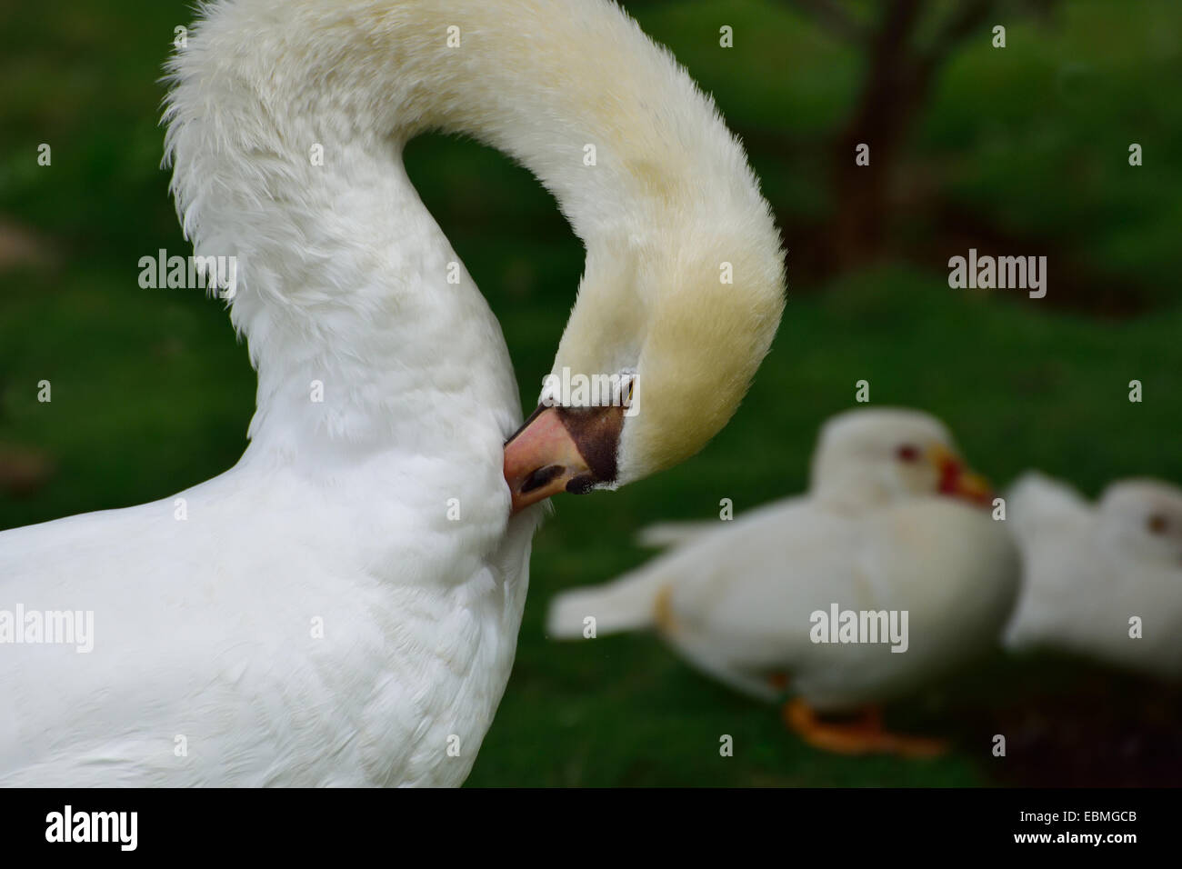 Swan duck hi-res stock photography and images - Alamy