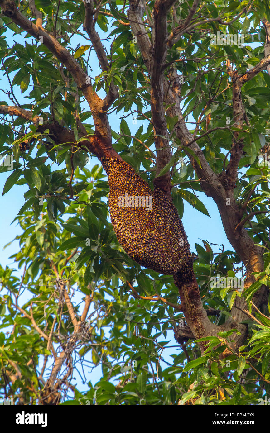 Mango tree india hi-res stock photography and images - Alamy