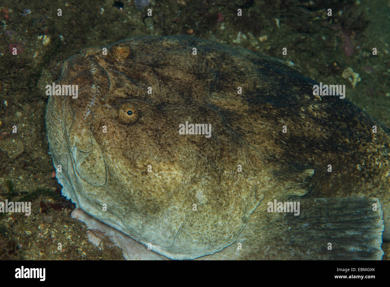 Stargazer fish, fiordland, NZ Stock Photo - Alamy