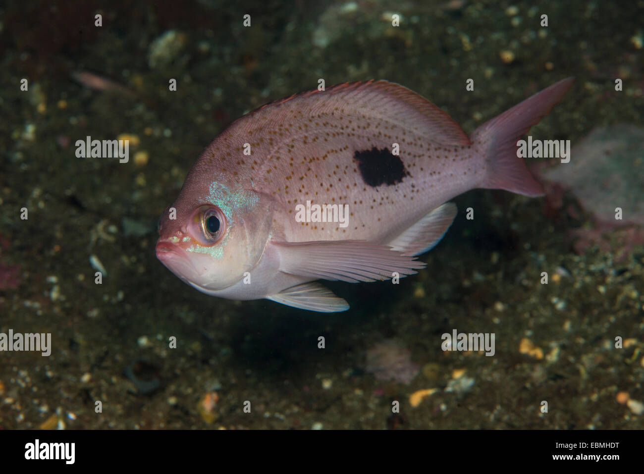 Butterfly perch, fiordland, NZ Stock Photo - Alamy