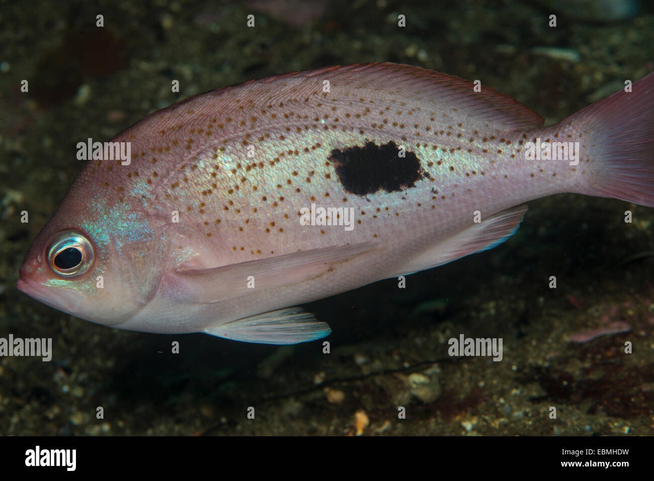 Butterfly perch, fiordland, NZ Stock Photo - Alamy