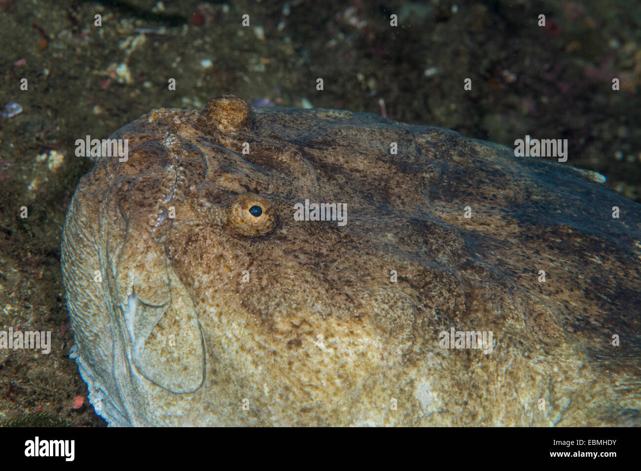 Stargazer fish hi-res stock photography and images - Alamy