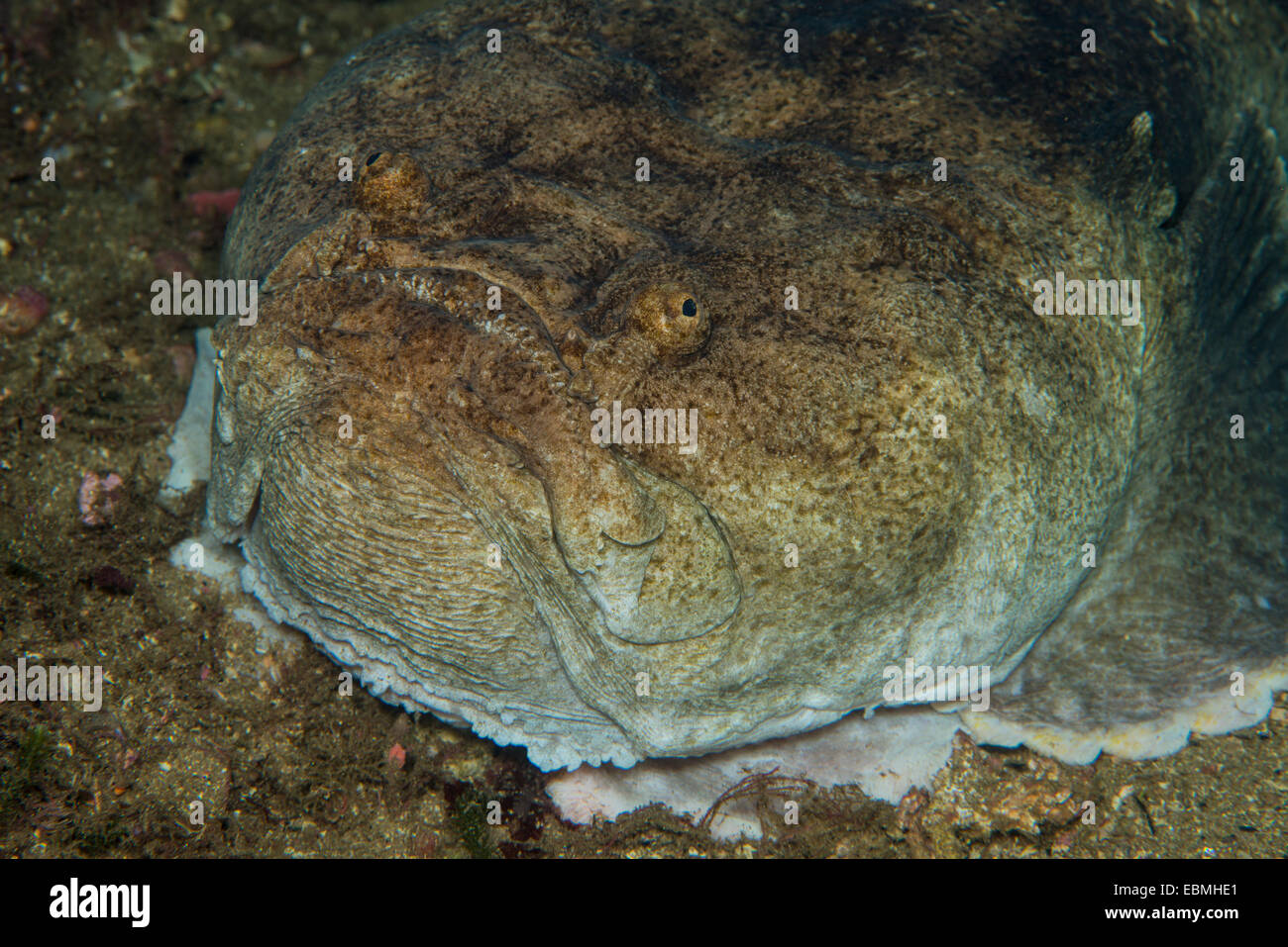 Stargazer fish, fiordland, NZ Stock Photo - Alamy