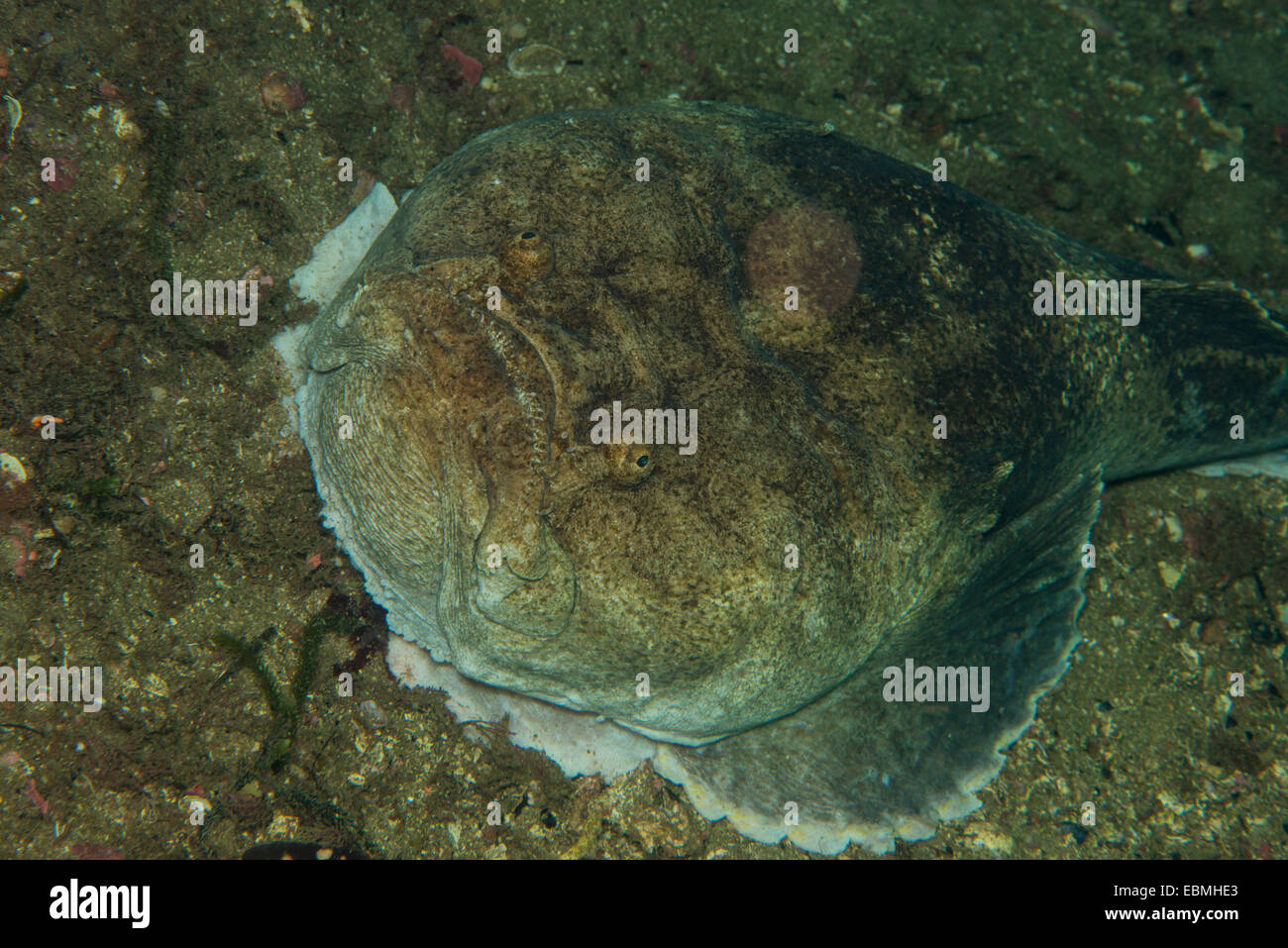Stargazer fish fiordland nz hi-res stock photography and images - Alamy