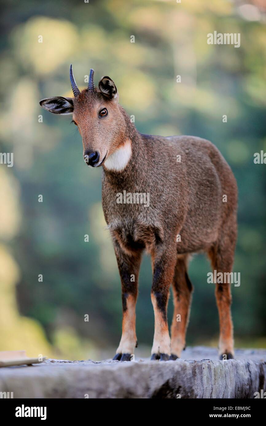 Wild Goat (Capra aegagrus) standing on a wall at Trashigang Dzong ...