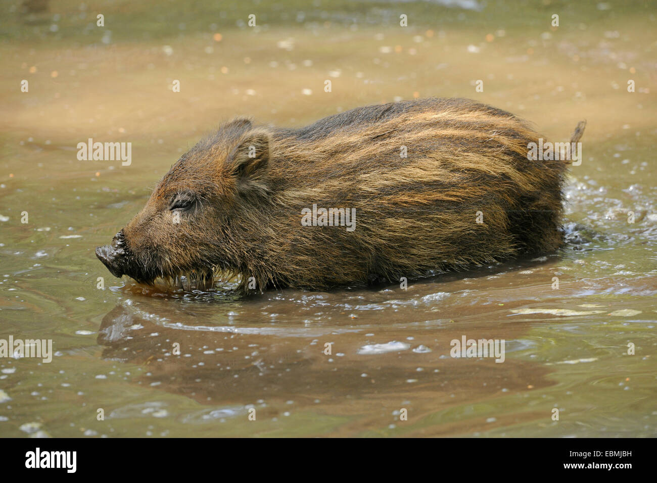 Wild Boar (Sus scrofa) piglet running through shallow water, captive ...