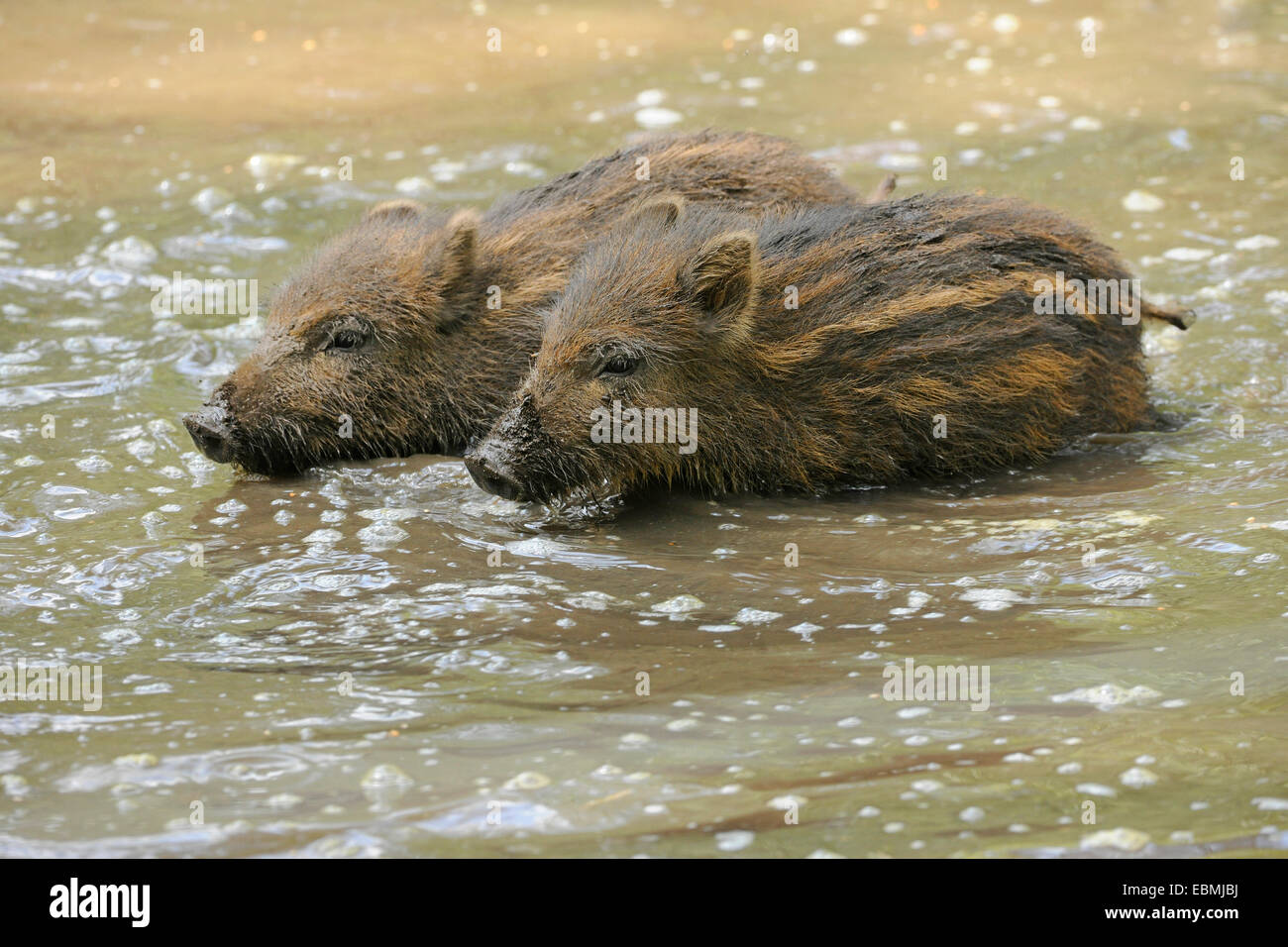 Two Wild Boar (Sus scrofa) piglets running through shallow water ...