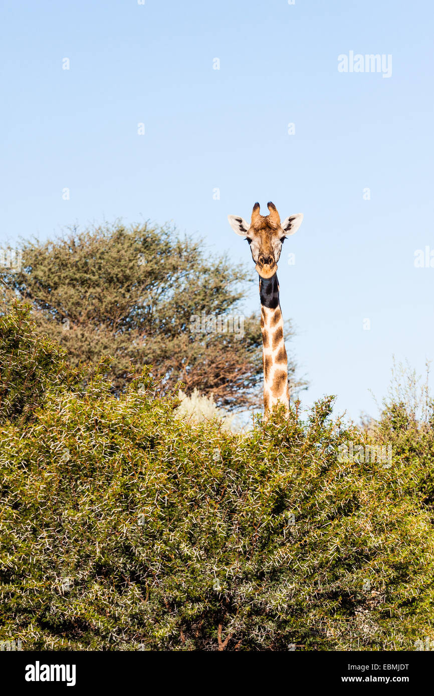 Giraffe looking behind hi-res stock photography and images - Alamy