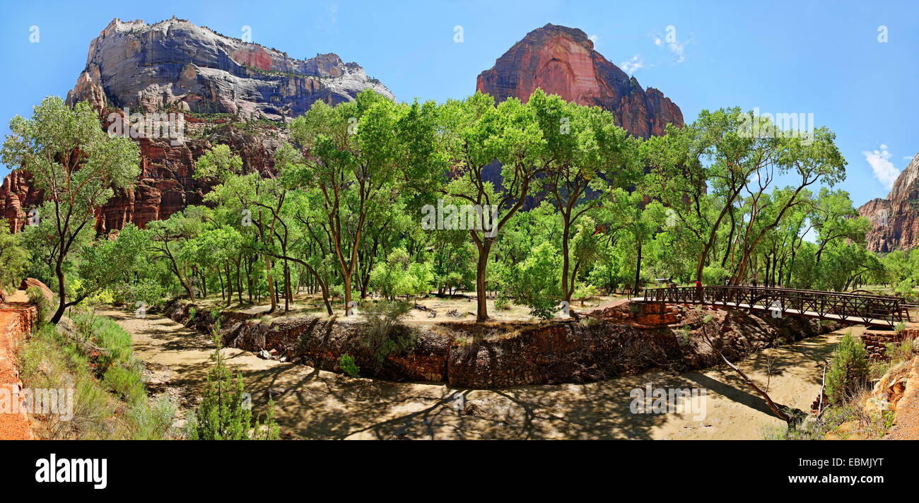 Bright green poplar wood (Populus sect. Aigeiros) at the "the Grotto ...