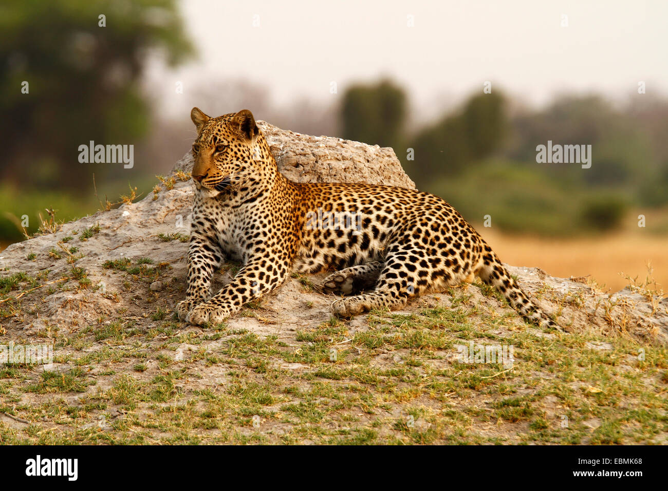 Early morning on safari leopard viewing, magnificent wild African ...