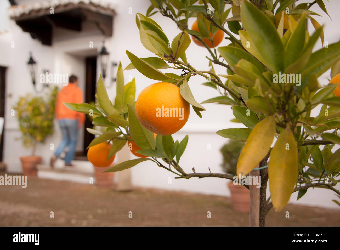 Orange tree in front of house, Spain Stock Photo - Alamy
