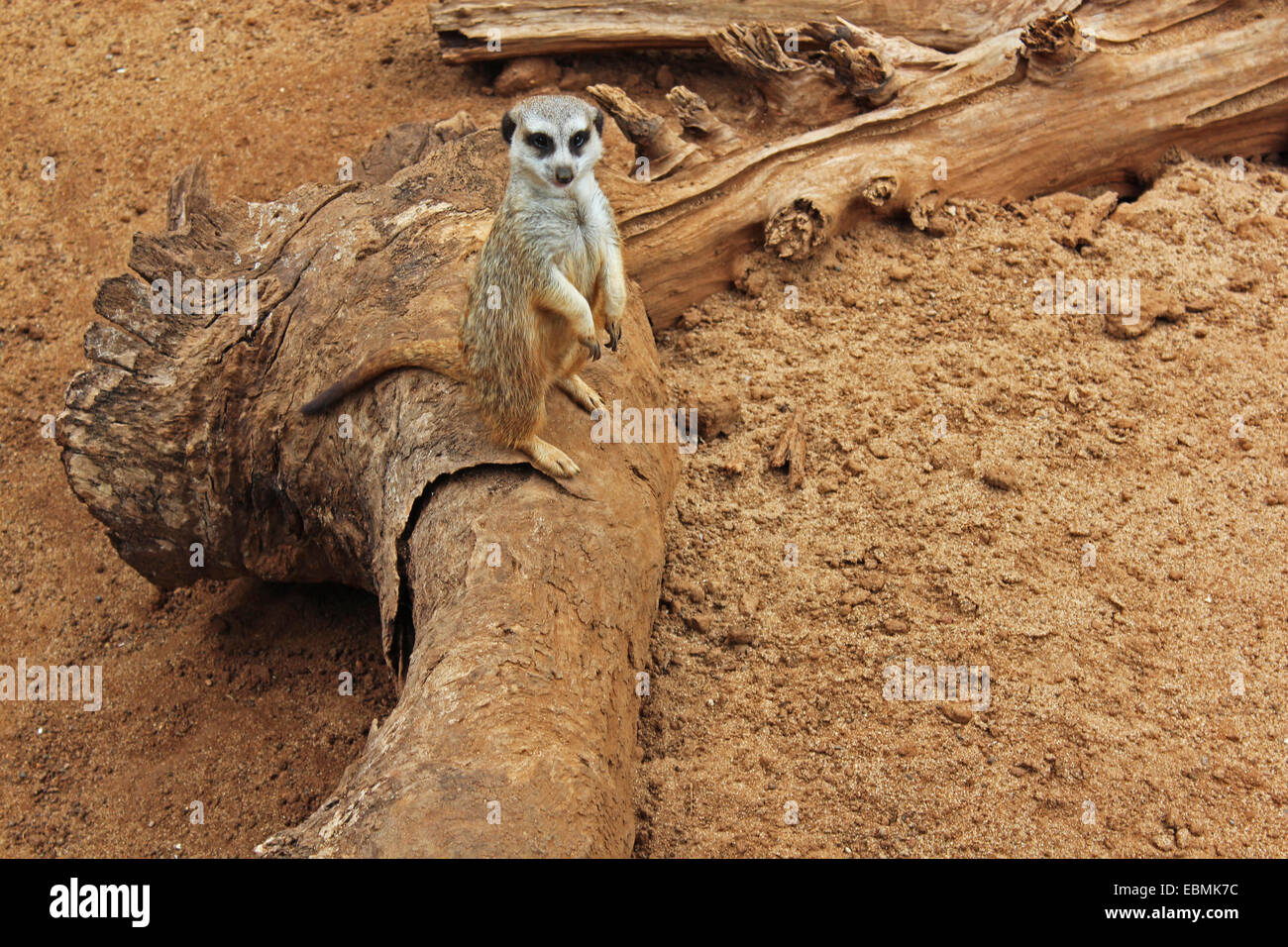 Selective meerkat suricata suricatta hi-res stock photography and ...
