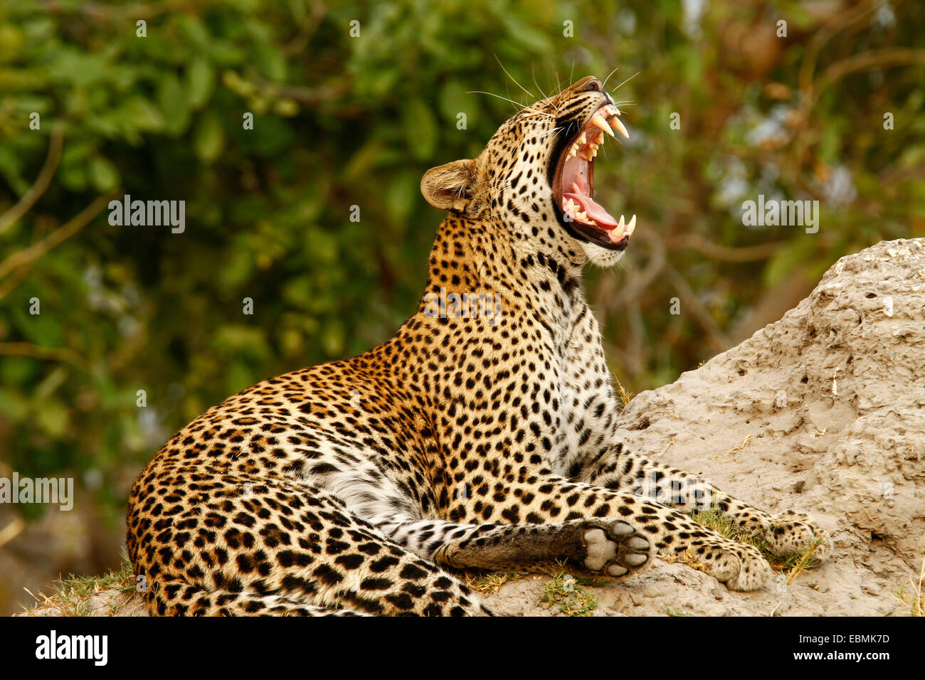 Early morning on safari leopard viewing, yawning showing his large ...