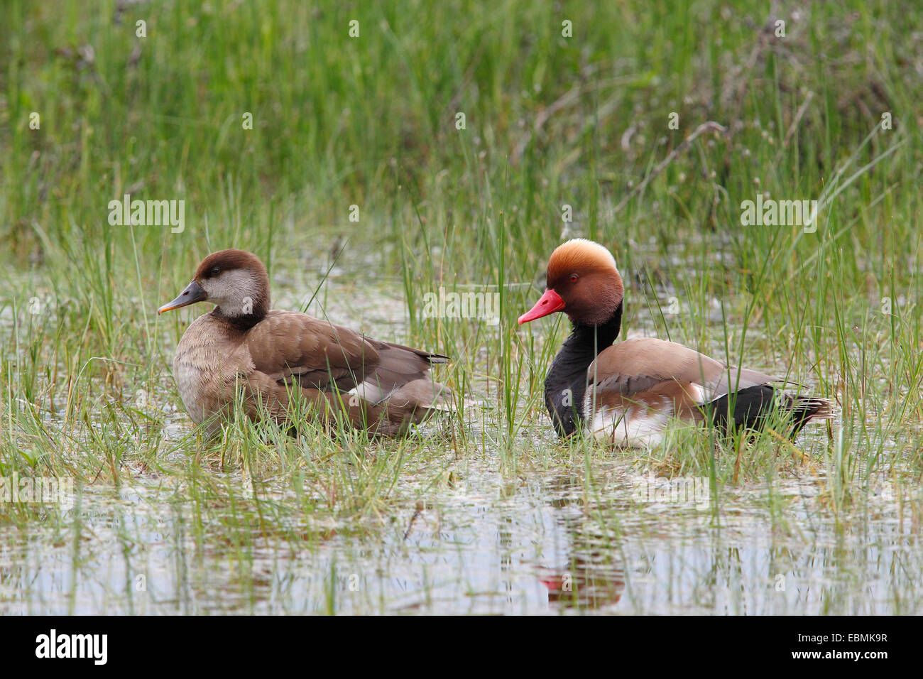 Common Pochards (Netta Rufina), couple standing in shallow water, Hölle ...