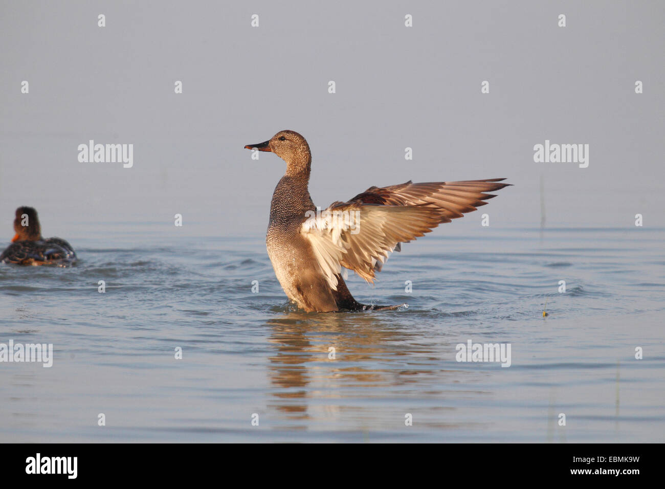 Flapping wings side view hi-res stock photography and images - Alamy