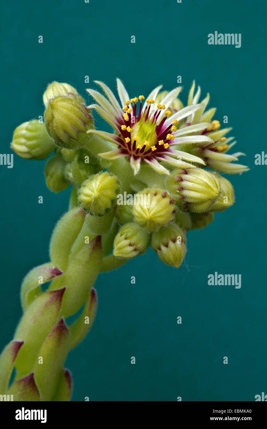 Houseleek (Sempervivum grandiflorum), flowering Stock Photo - Alamy