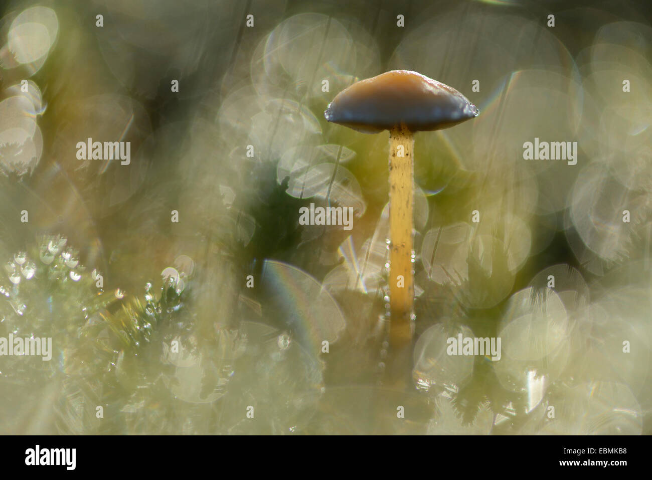 Mycena mushroom hi-res stock photography and images - Alamy