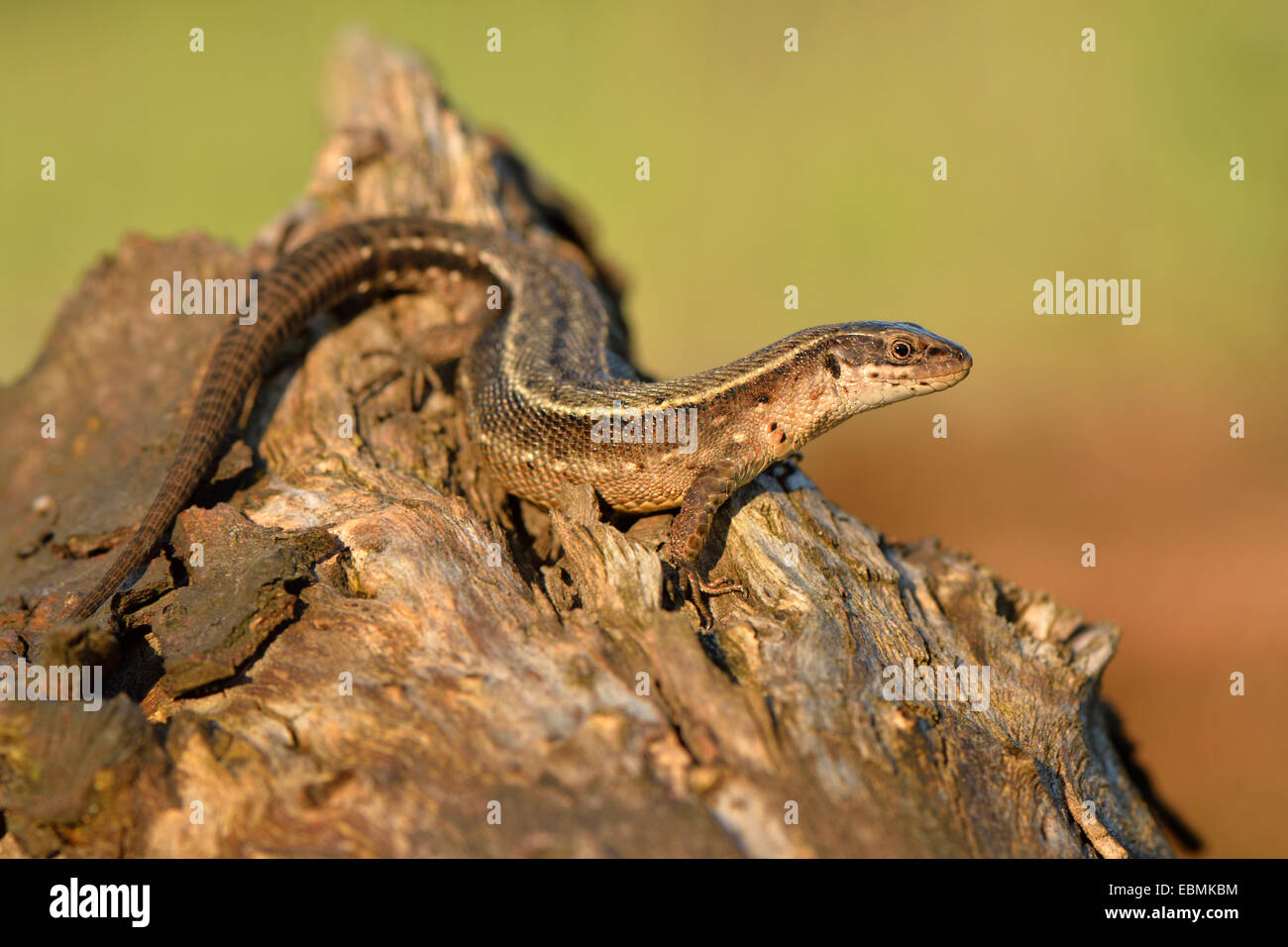 Side view of lizard hi-res stock photography and images - Alamy