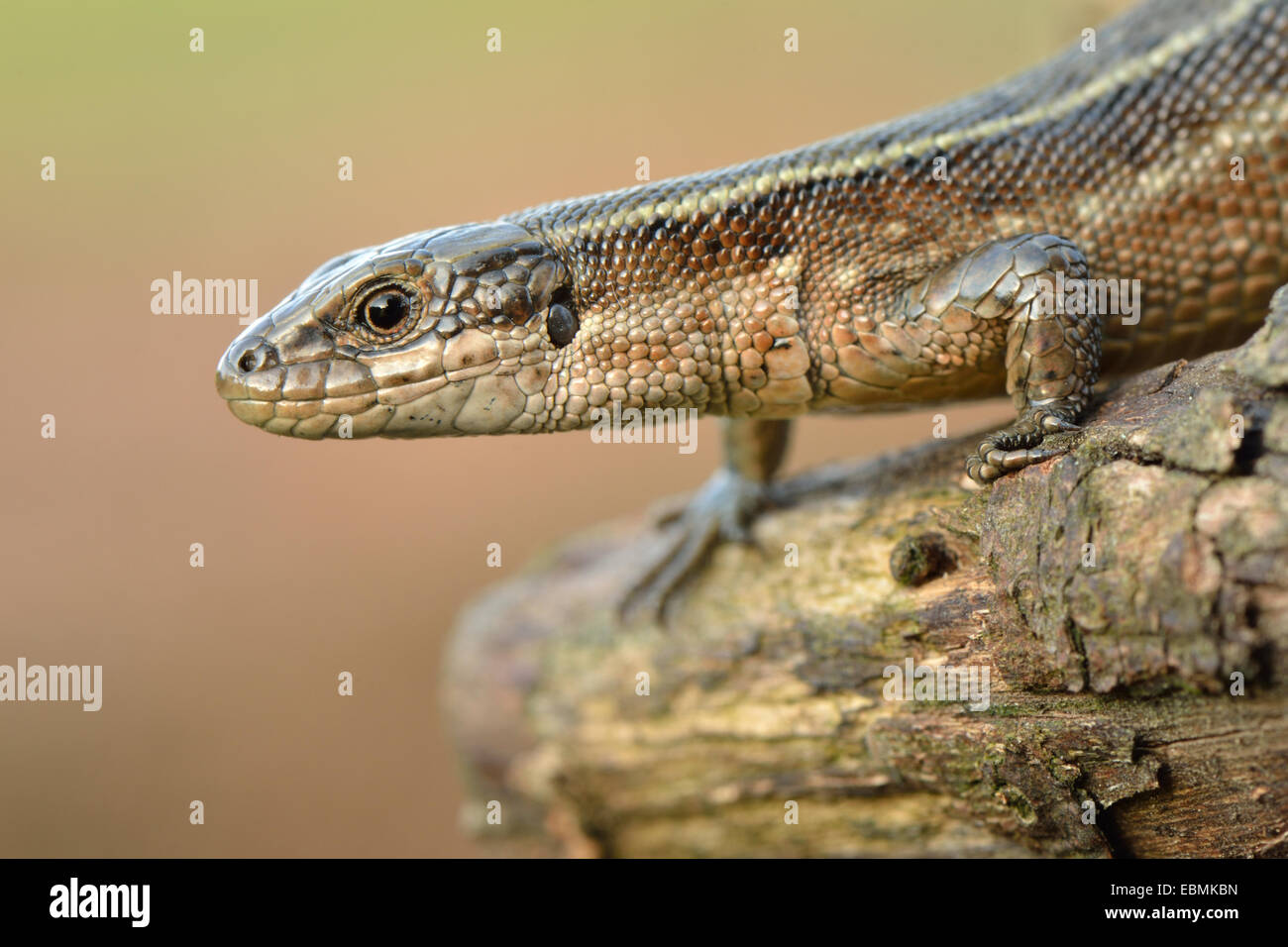 Viviparous lizard (Zootoca vivipara), North Rhine-Westphalia, Germany ...