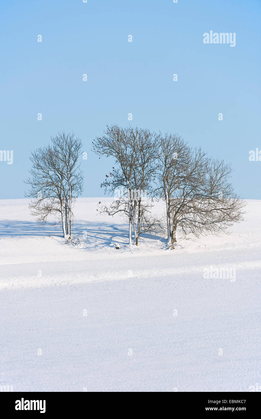 European Ash or Common Ash (Fraxinus excelsior) trees in the snow ...