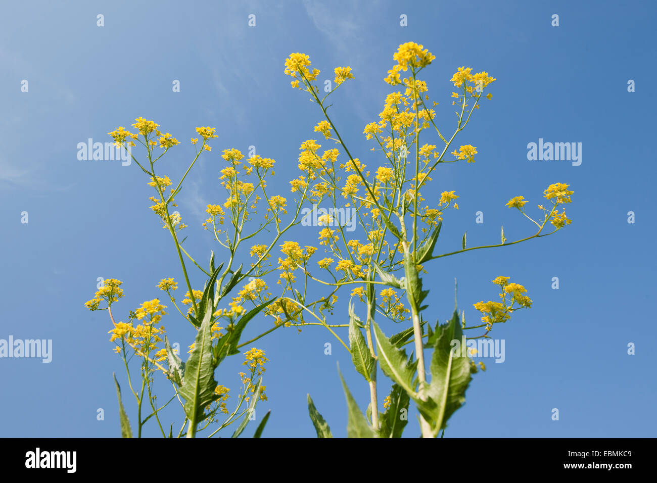 Turkish Rocket (Bunias orientalis), in flower against a blue sky ...