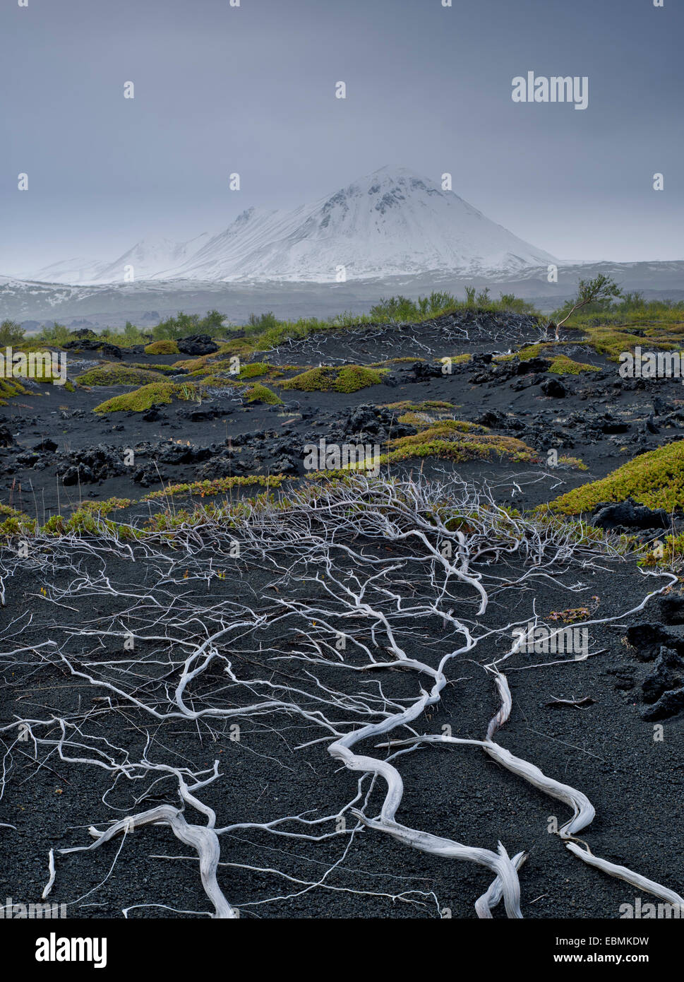 Tree roots rock hi-res stock photography and images - Alamy