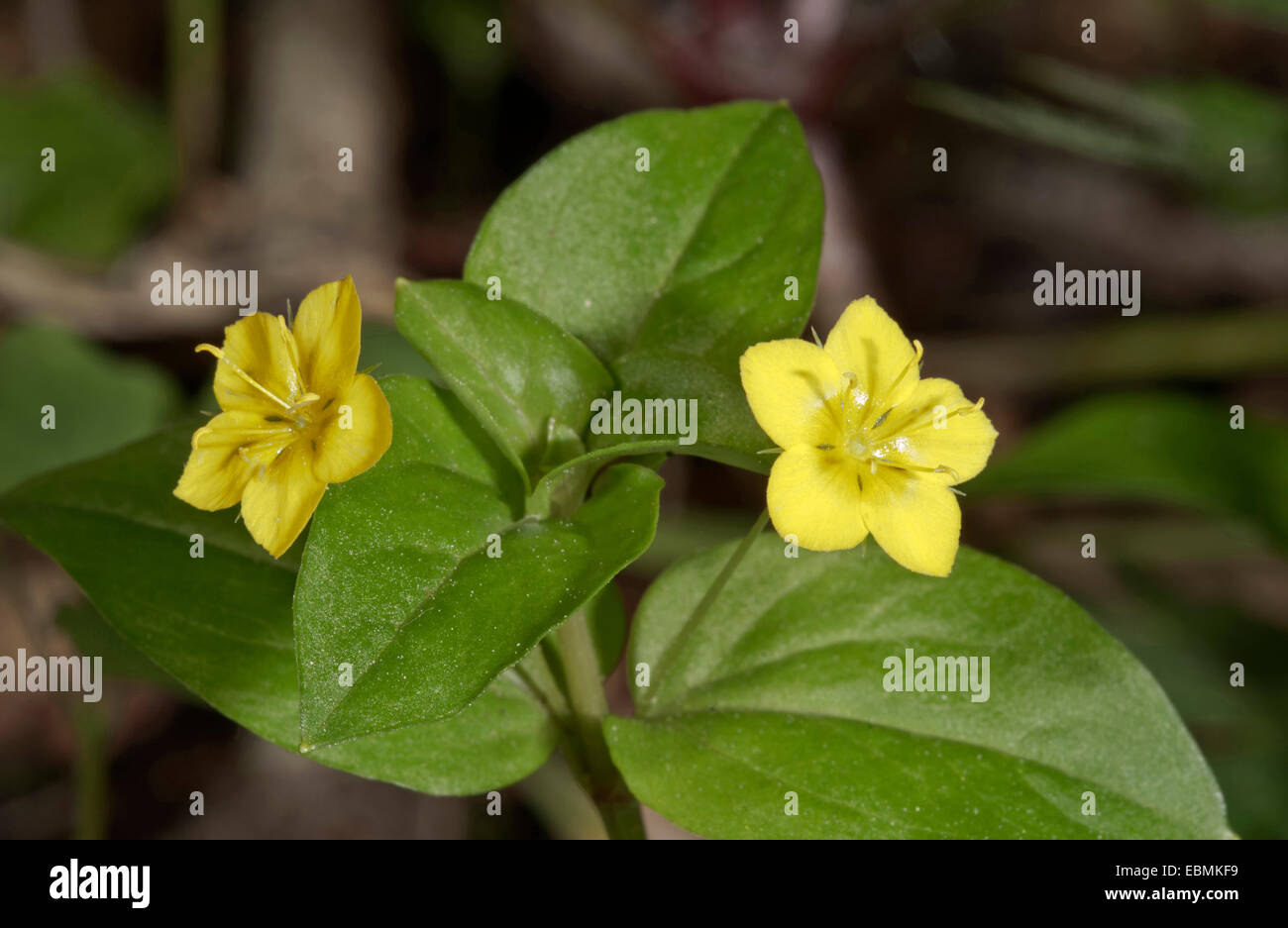 Myrsinaceae hi-res stock photography and images - Alamy