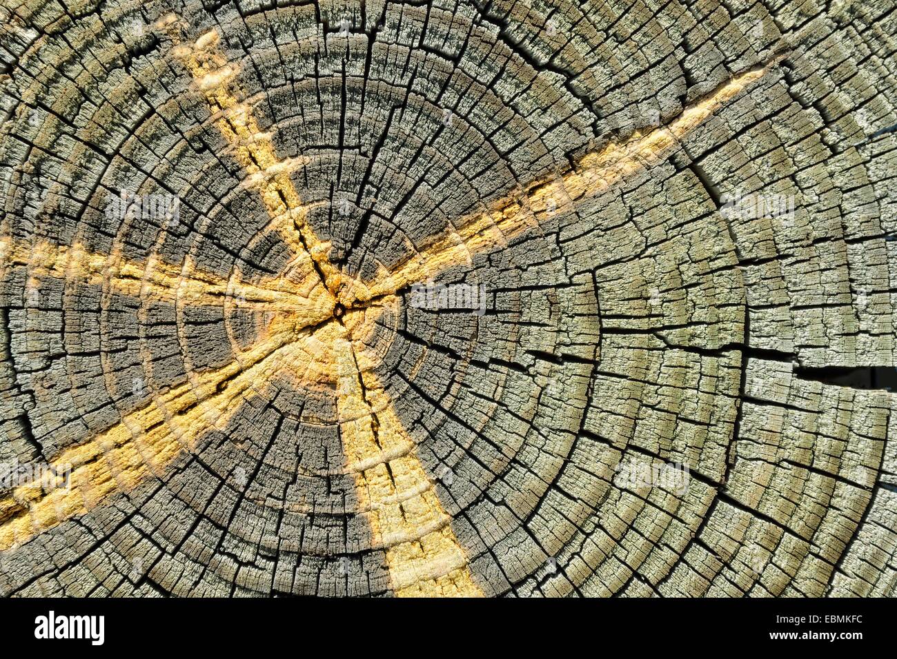 Efflorescence hi-res stock photography and images - Alamy