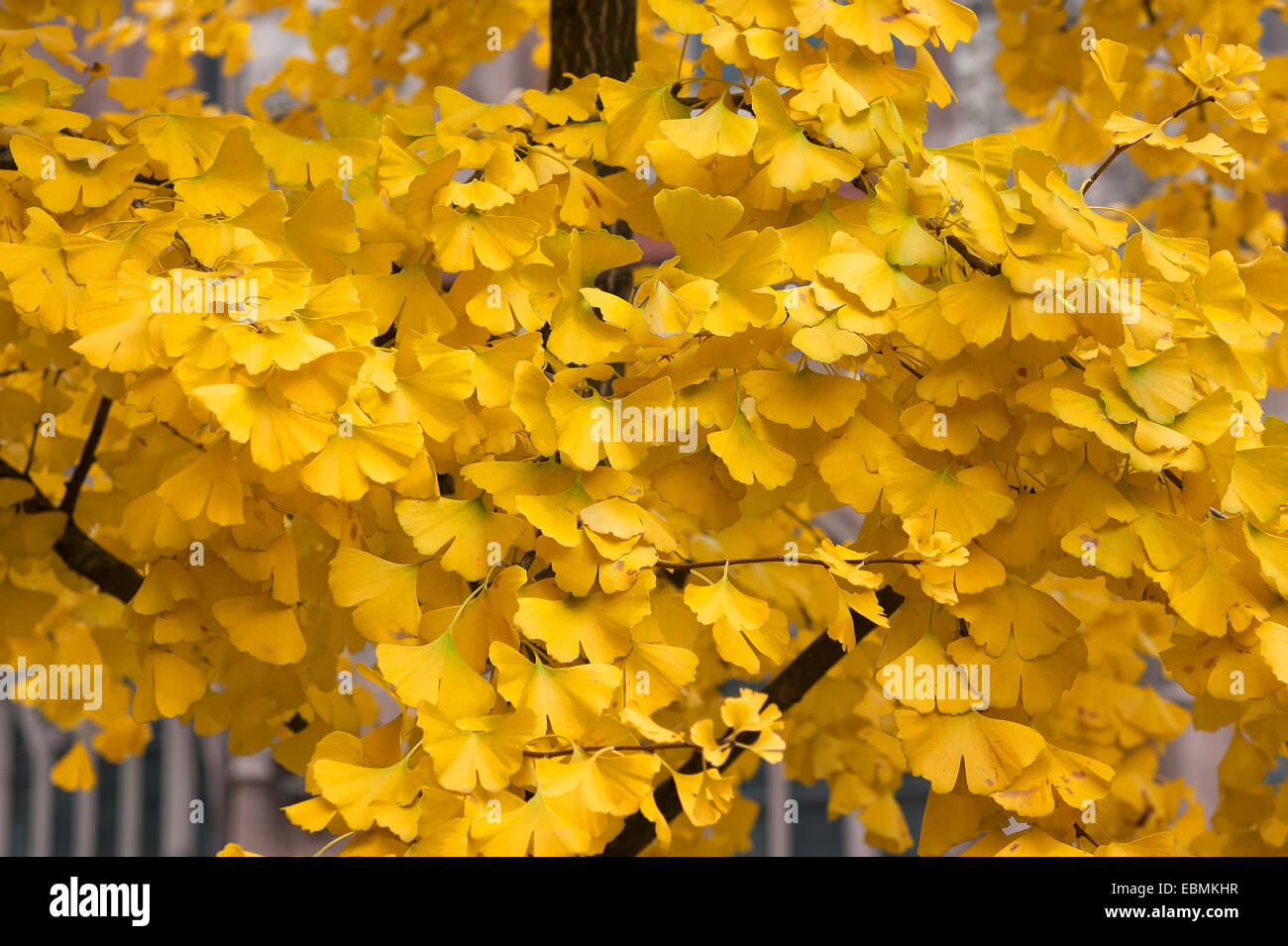 Golden yellow autumn leaves of Ginkgo (Ginkgo biloba), Middle Franconia ...