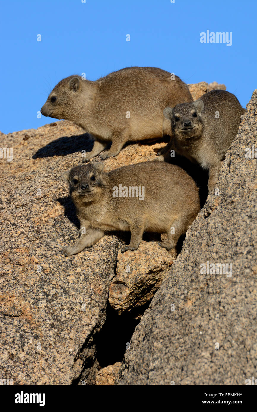 Rock Hyrax Procavia Capensis In High Resolution Stock Photography and ...