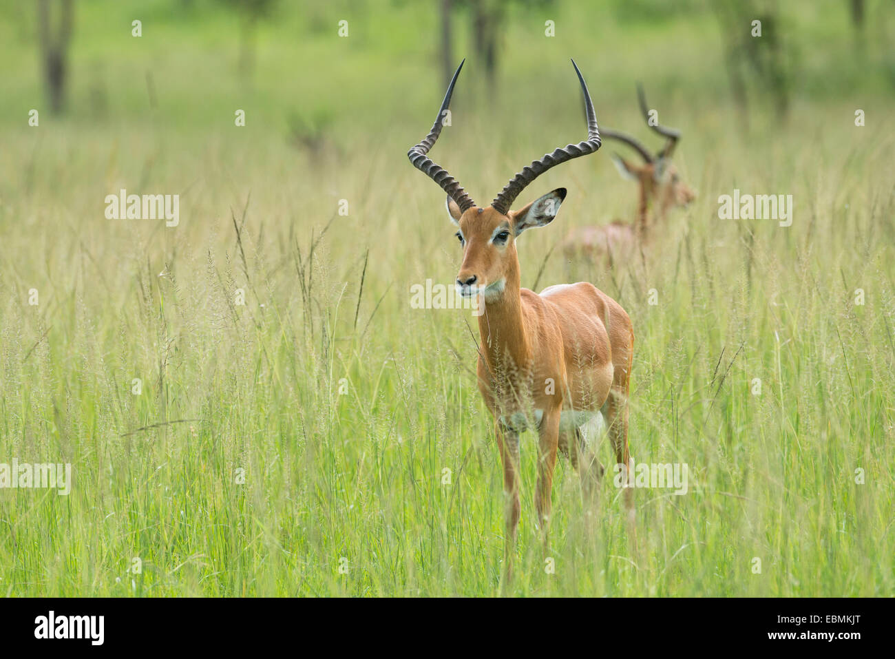 Impala hi-res stock photography and images - Alamy