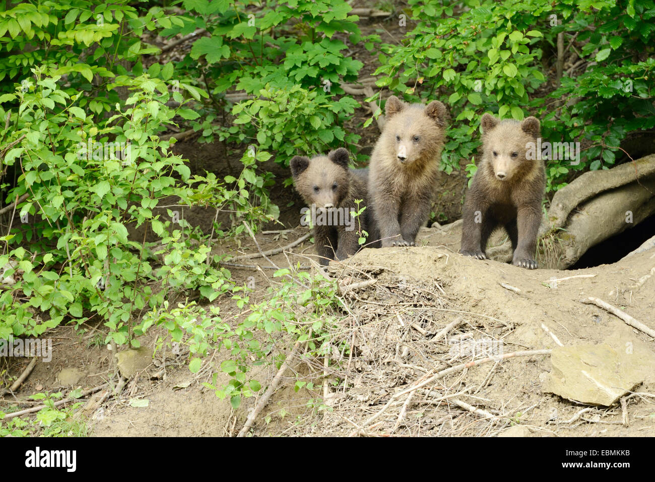 Bears den hi-res stock photography and images - Alamy