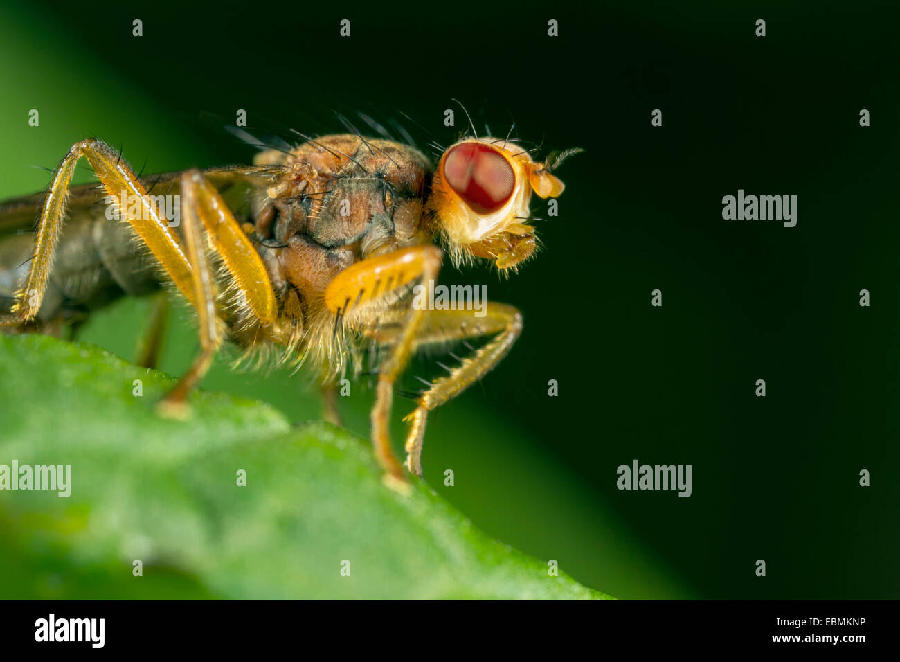 Dock rumex sp hi-res stock photography and images - Alamy