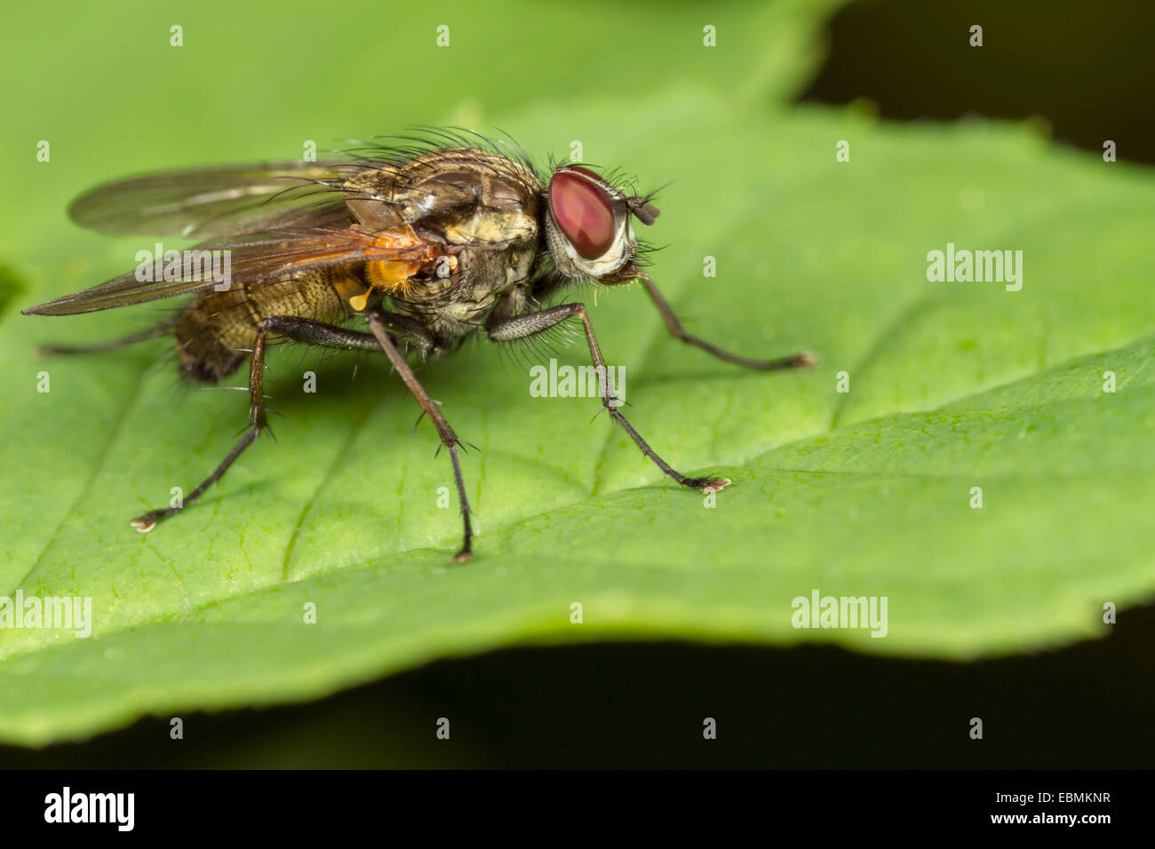 Muscid fly (Helina sp.), perched on a leaf, Bridgend, Wales, United ...