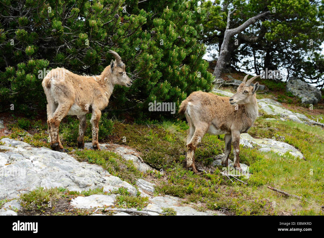 Two Alpine Ibexes (Capra ibex) during change of coat, Bernese Oberland ...