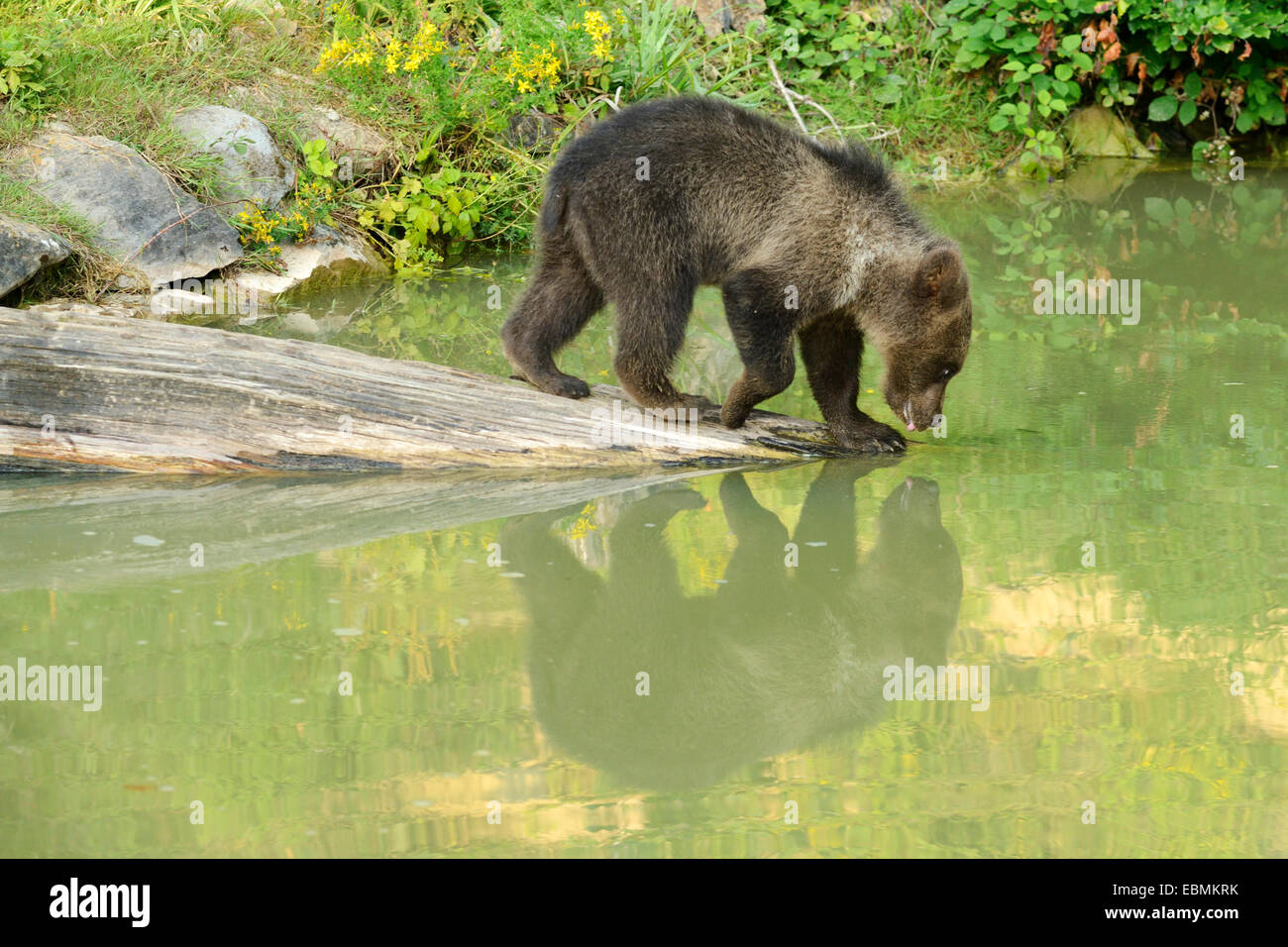 Bear drinking in pond hi-res stock photography and images - Alamy