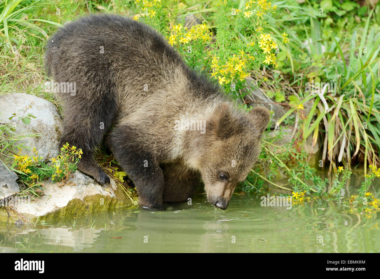 Bear drinking water hi-res stock photography and images - Alamy