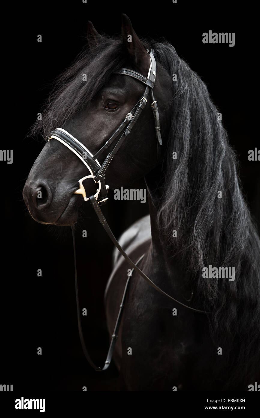 Black Friesian, Baroque horse, stallion with English bridle Stock Photo ...
