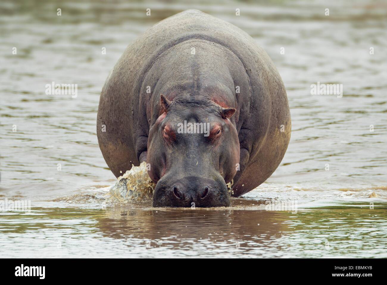 An almost spherical Hippopotamus (Hippopotamus amphibius) front view in ...