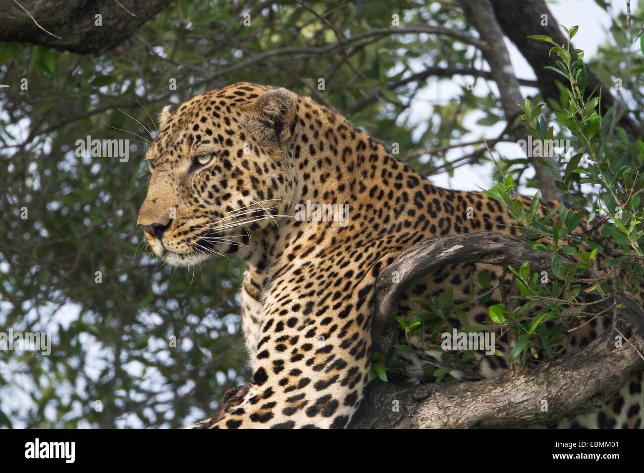 Leopard (Panthera pardus) on a tree, Massai Mara, Serengeti, Rift ...