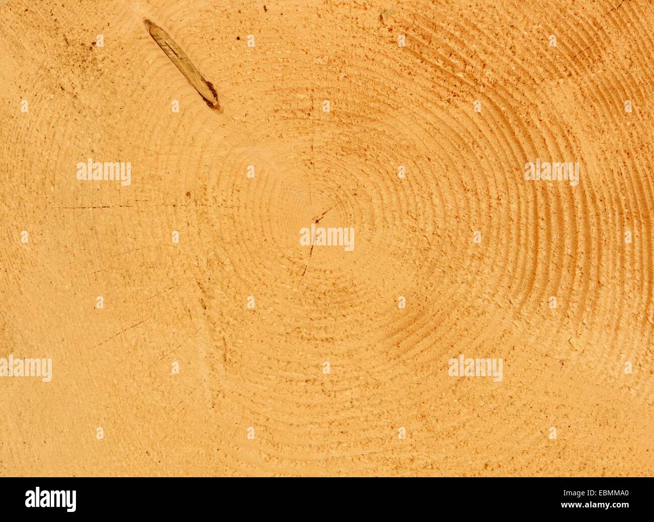 Cross section of a felled spruce (Abies picata) with annual rings and ...