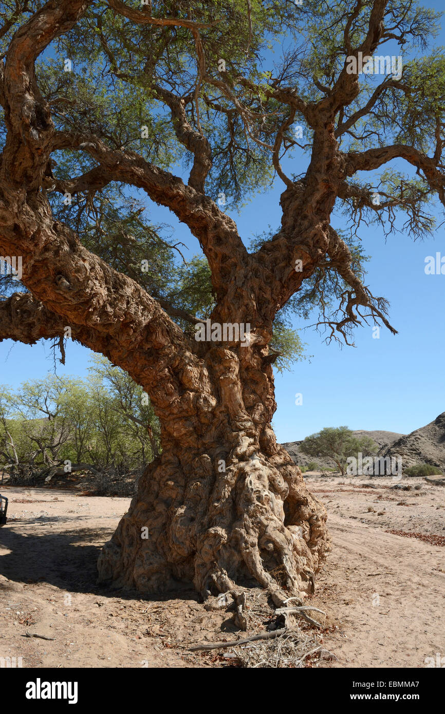 Balanzan tree hi-res stock photography and images - Alamy