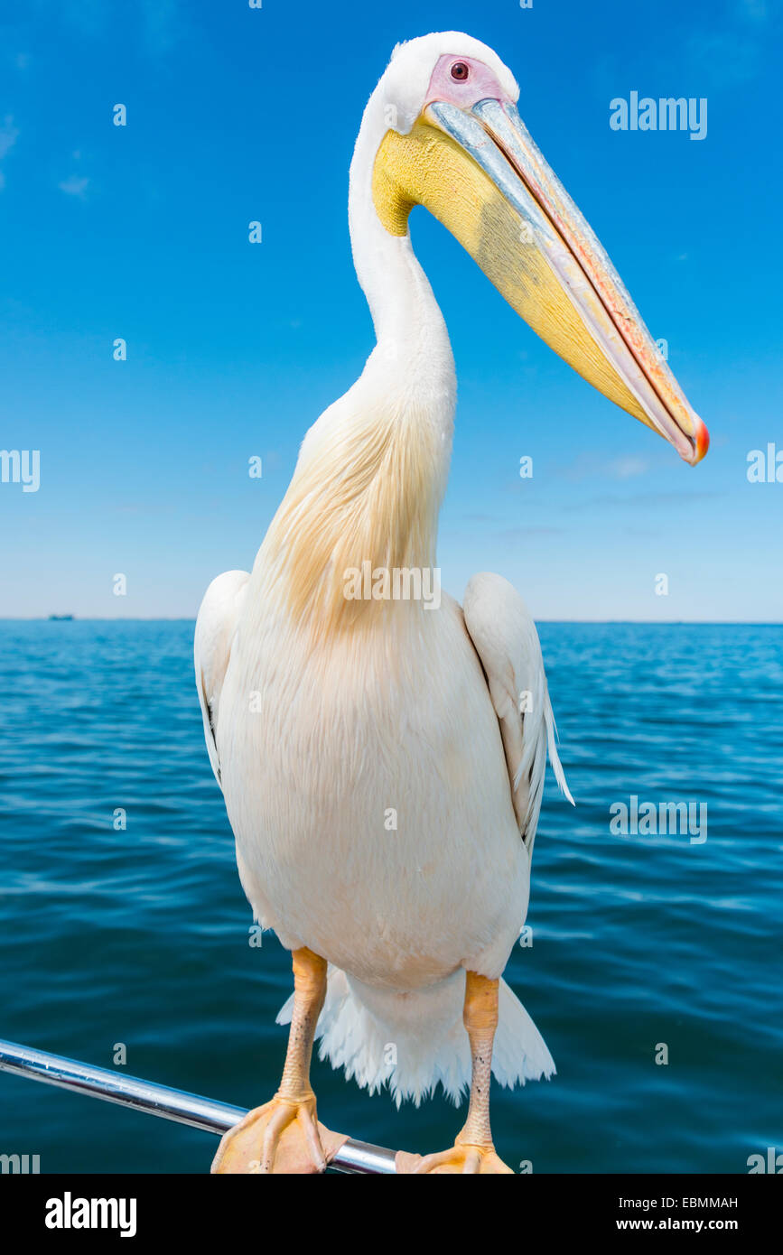 Great White Pelican (Pelecanus onocrotalus) sitting on the railing of ...