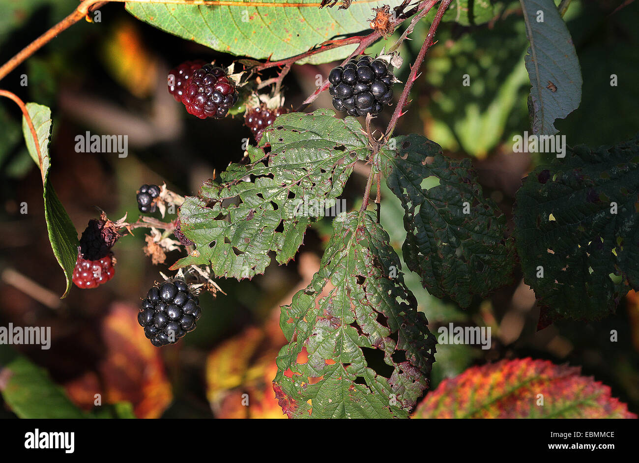Brambles leaves hi-res stock photography and images - Alamy