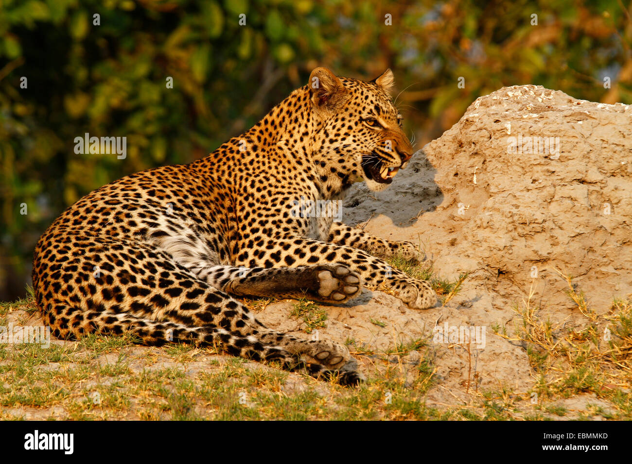 Early morning on safari leopard viewing, snarling as he's lay down on a ...