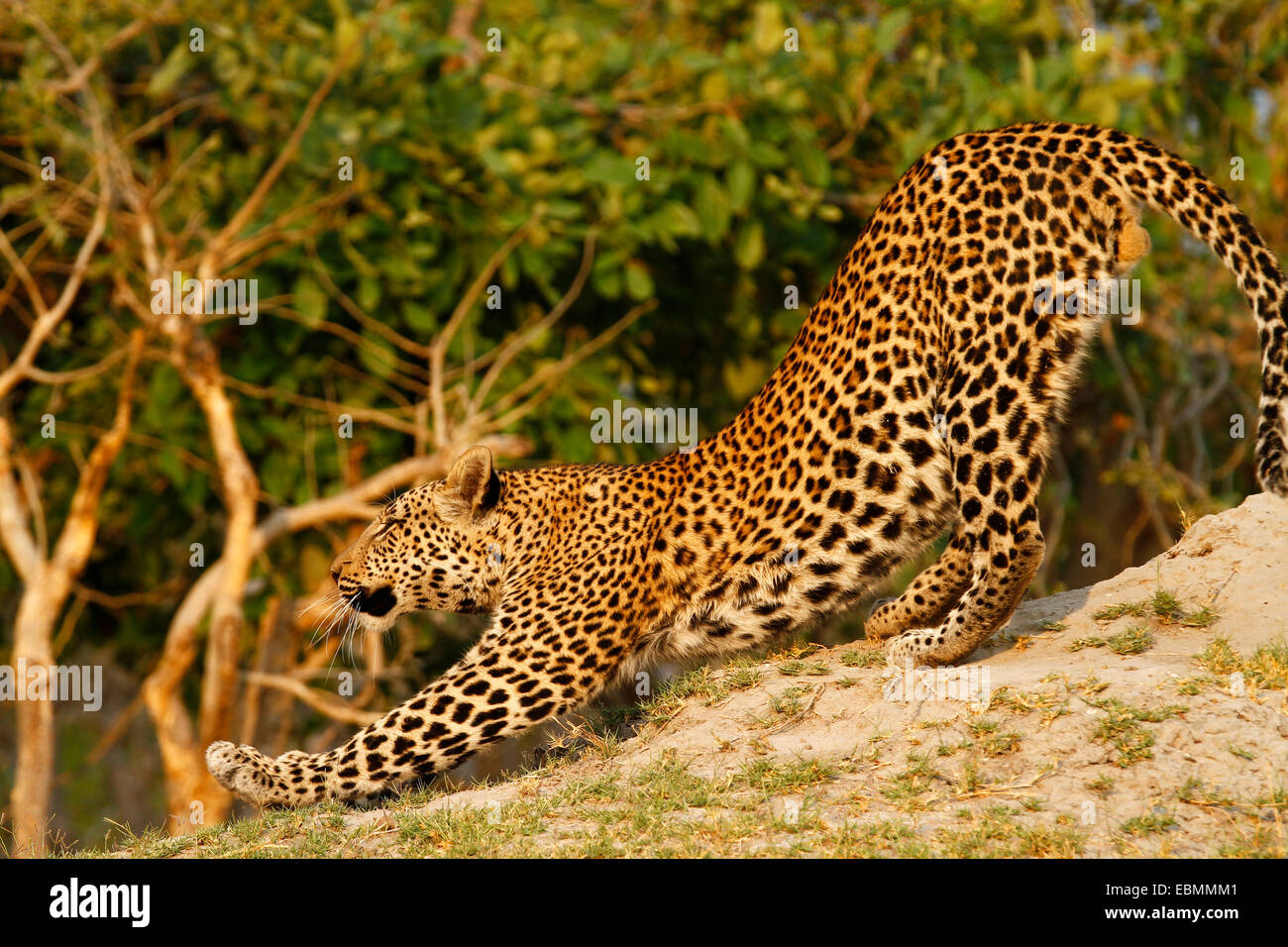 Early morning on safari leopard viewing, big tom leopard stretching as ...