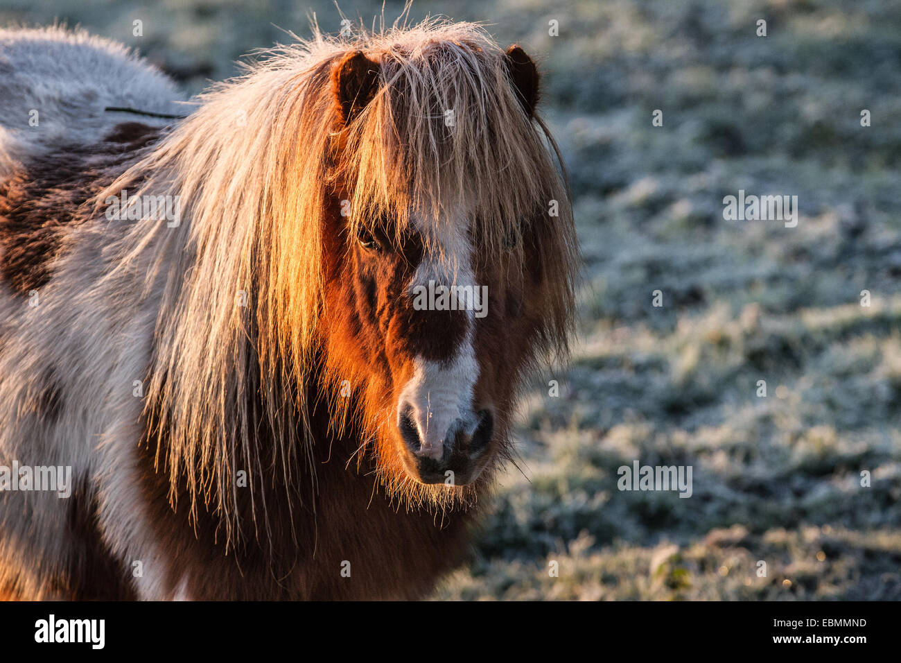 Scottish breed Shetland Ponies; Farm animals in cold weather Preston ...