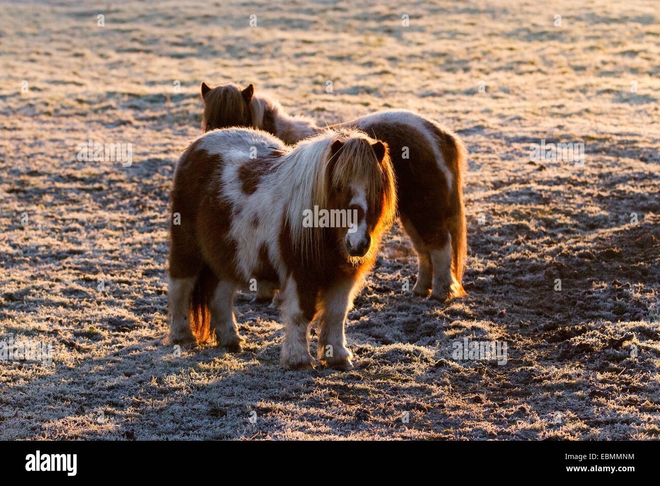 Scottish breed Shetland Ponies; Farm animals in cold weather Preston ...