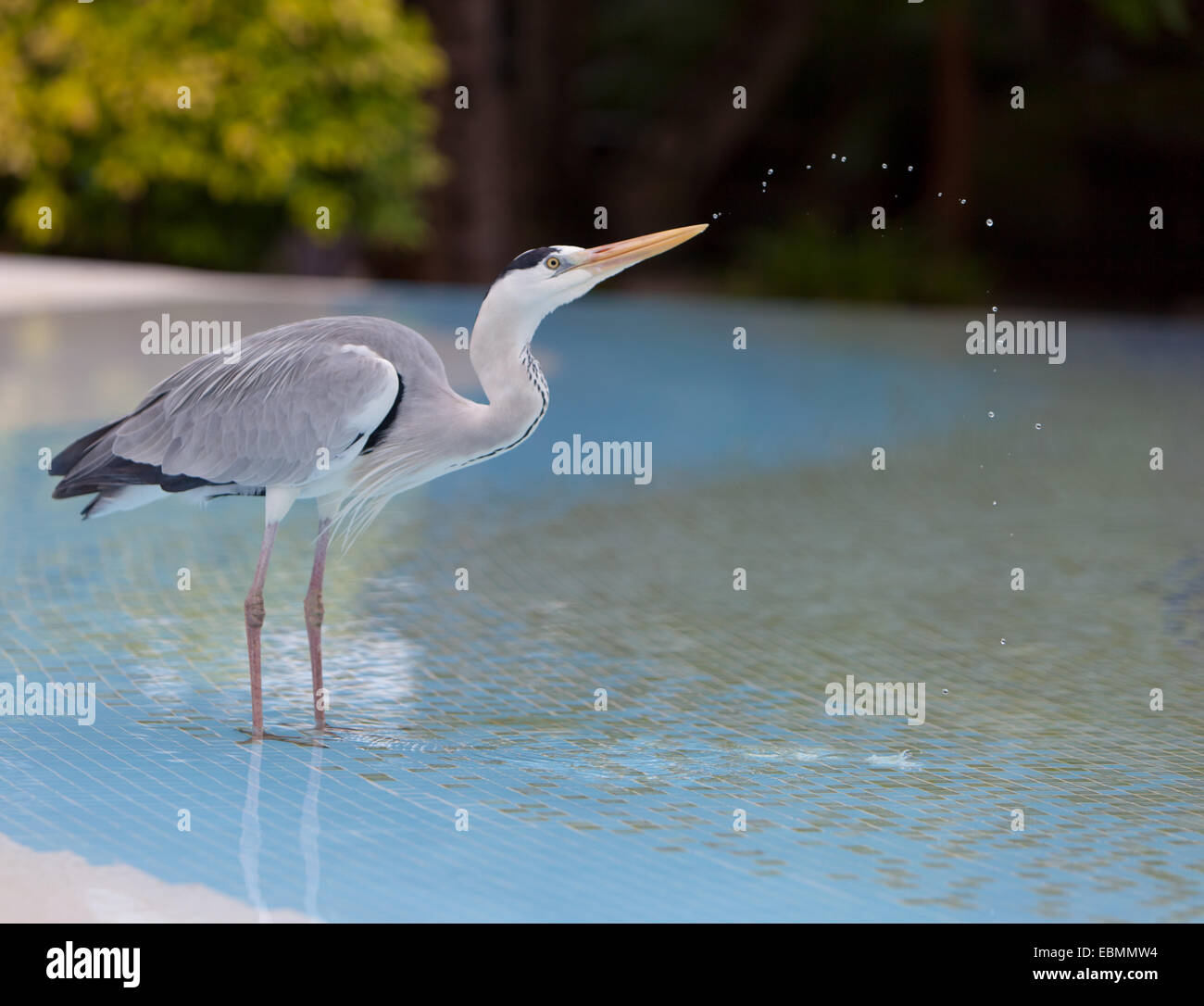 A tropical heron drinking from a holiday resort swimming pool on a ...
